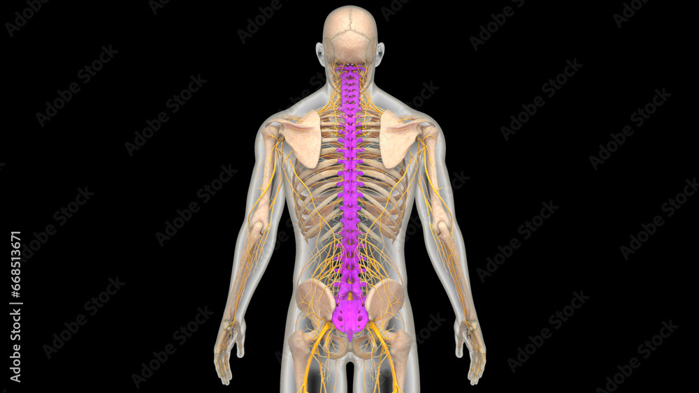 Spinal Cord Vertebral Column of Human Skeleton System Anatomy Stock ...