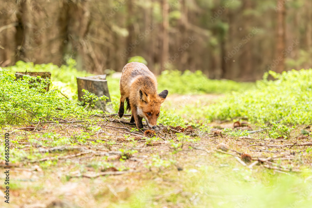 Red Fox. The species has a long history of association with humans.The ...