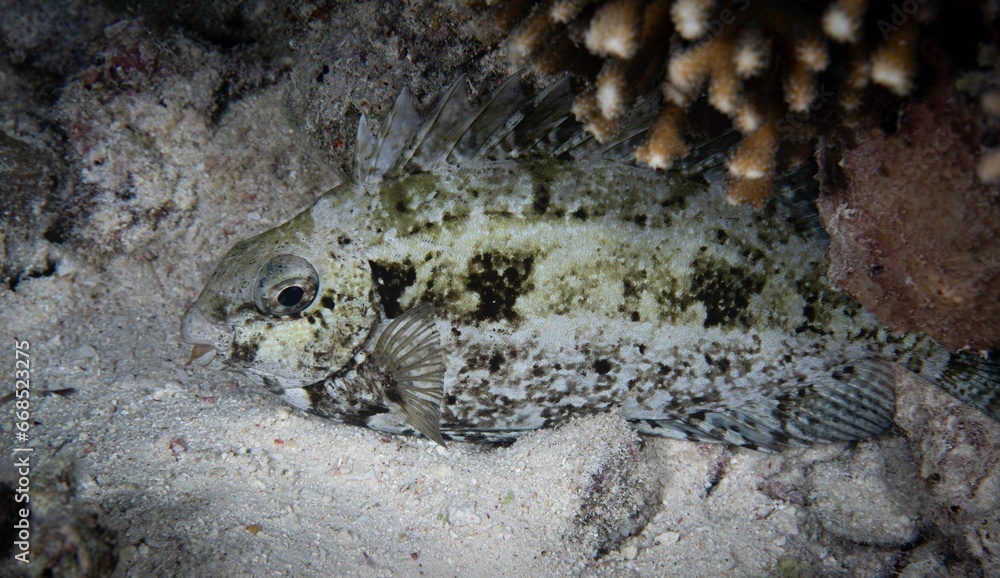 Dusky spinefoot (Siganus luridus) swimming underwater in its natural ...