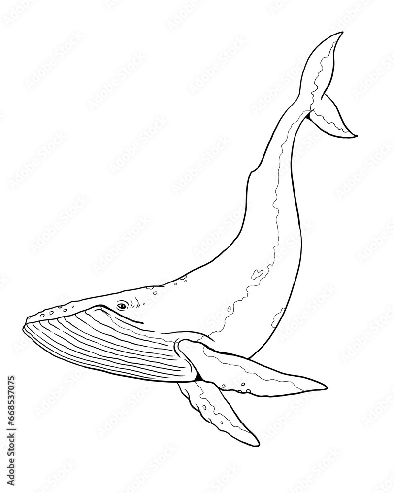 Blue whale to color in. Template for a coloring book with sea animals ...