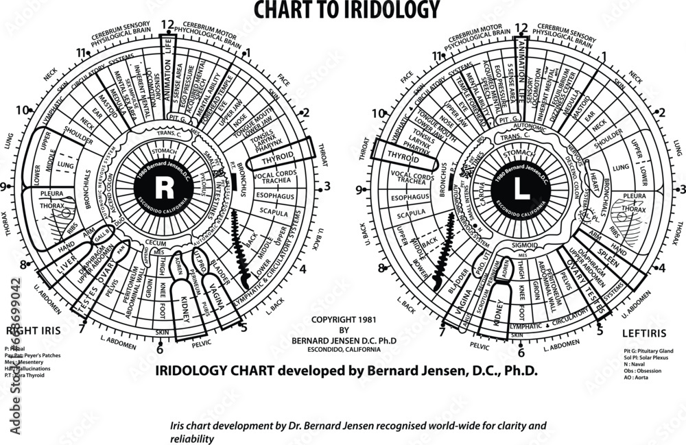 Iridology Chart by Dr. Bernard Jensen, A high-quality vector file Stock ...