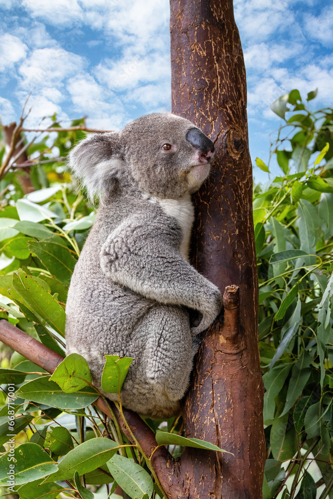 An adult koala, Phascolarctos cinereus, in a eucalyptus tree, Australia ...