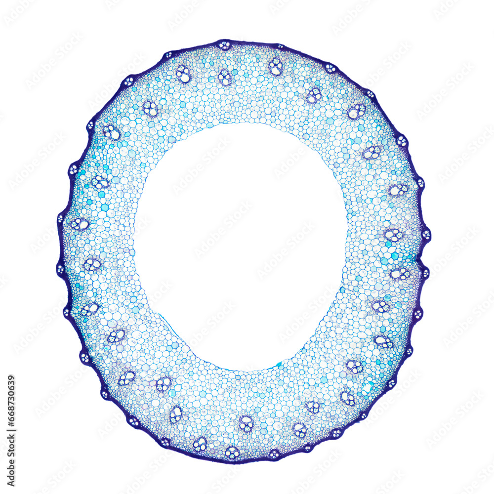 Wheat stem, cross section, 8X light micrograph. Blue stained stem of ...