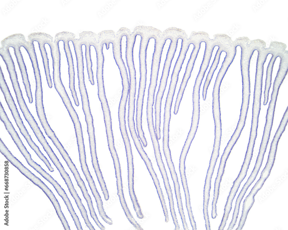 Mushroom cap with lamellae, Agaric fungus, cross section, 20X light ...