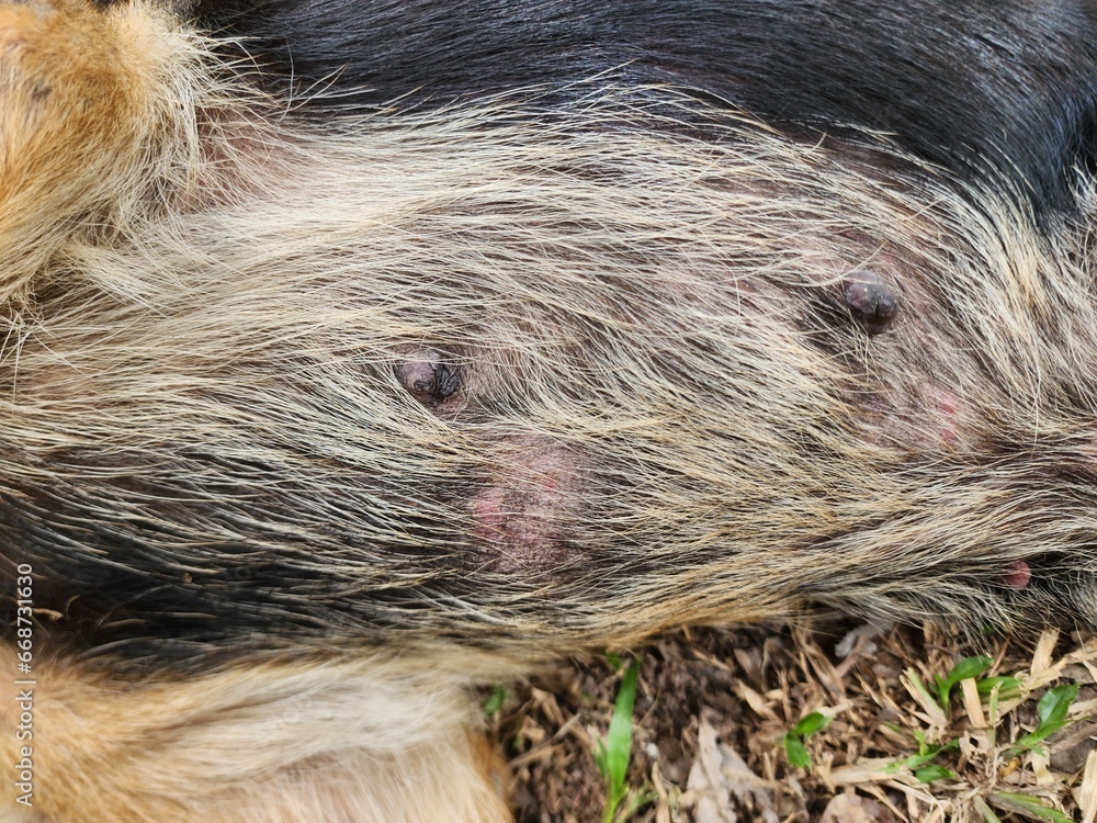 Sarcoptes or Demodex is a skin disease in dogs, cats, and fur-bearing ...