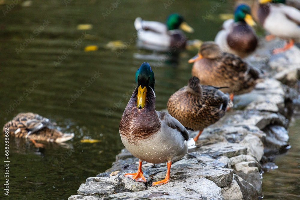 Ducks sleep, clean their feathers, eat algae. Ducks are beautifully ...