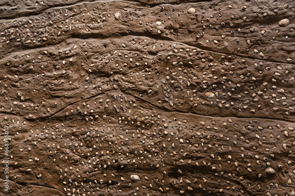 Shells and mud wall background texture of shell mound ruins from ...