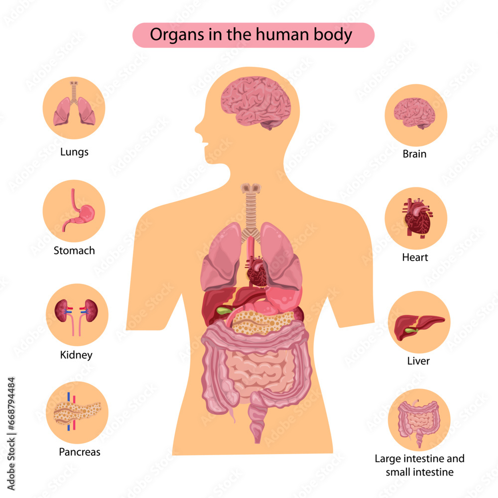 Human internal organs. Parts of human internal organs. Stock Vector ...