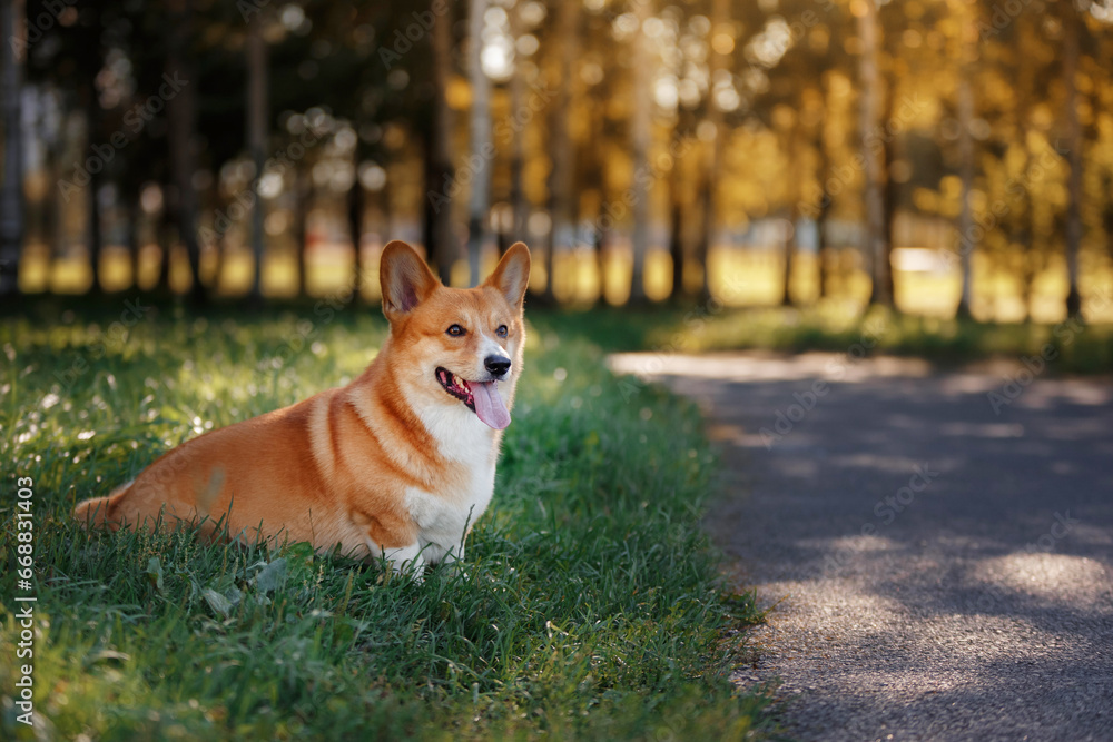 Welsh Corgi Pembroke dog sits in a park, surrounded by green grass and ...