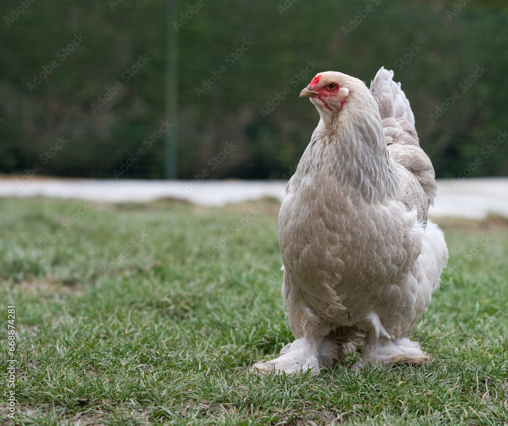 Poster portrait d'une poule brahma géante dans un parc – Wall Art ...