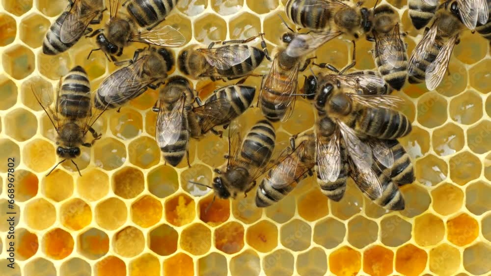 Vidéo Stock Process of converting nectar into honey. Bees fill ...