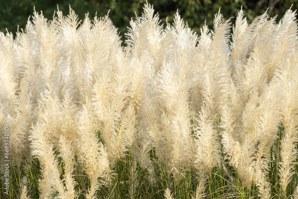 Saccharum spontaneum - wild sugarcane, kans grass. Photo from ...