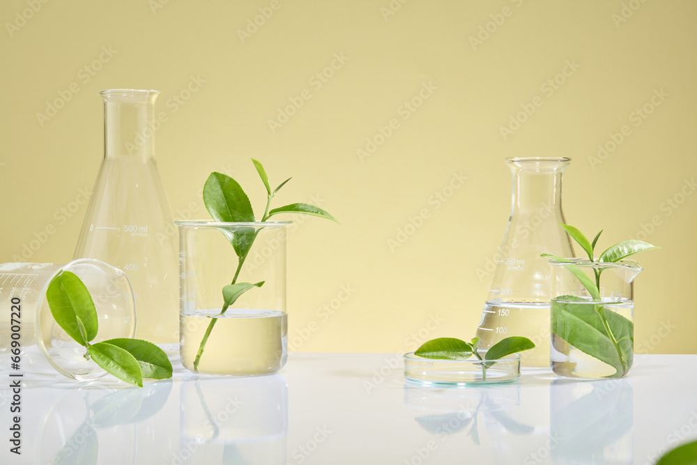 Front view of green tea leaves in laboratory flasks, lab glassware and ...