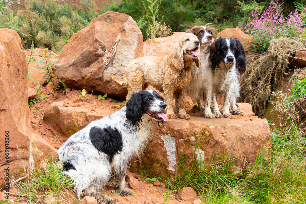 A mixture of different coloured and types of spaniel dogs stand posing ...
