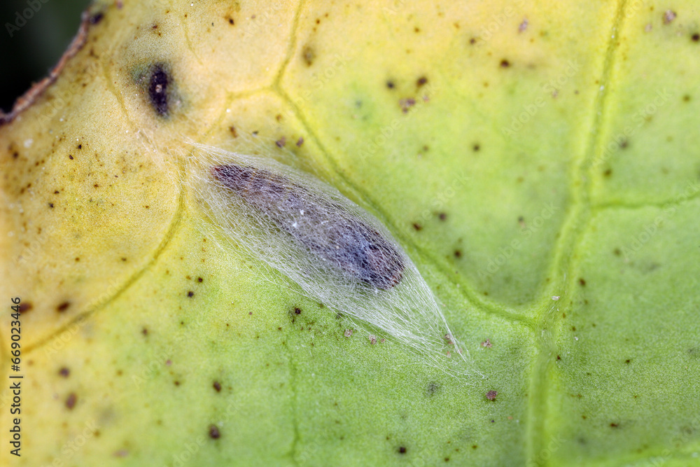 Parasitoid wasp cocoon on rapeseed leaf. Parasitoid killed the ...