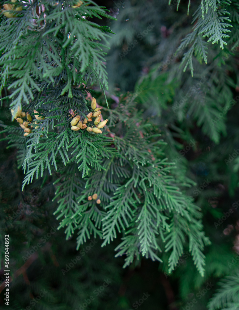 Thuja branches. Photo of nature. Closeup of thuja branches.Lawson ...