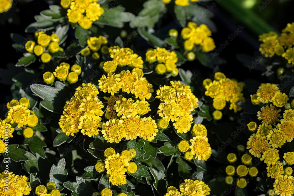 Ajania pacifica (Chrysanthemum pacificum) commonly called gold and ...