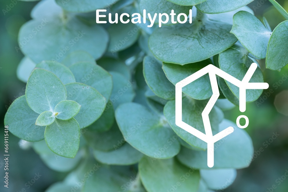 Leaves of cider gum (Eucalyptus gunnii). Simplified structural formula ...
