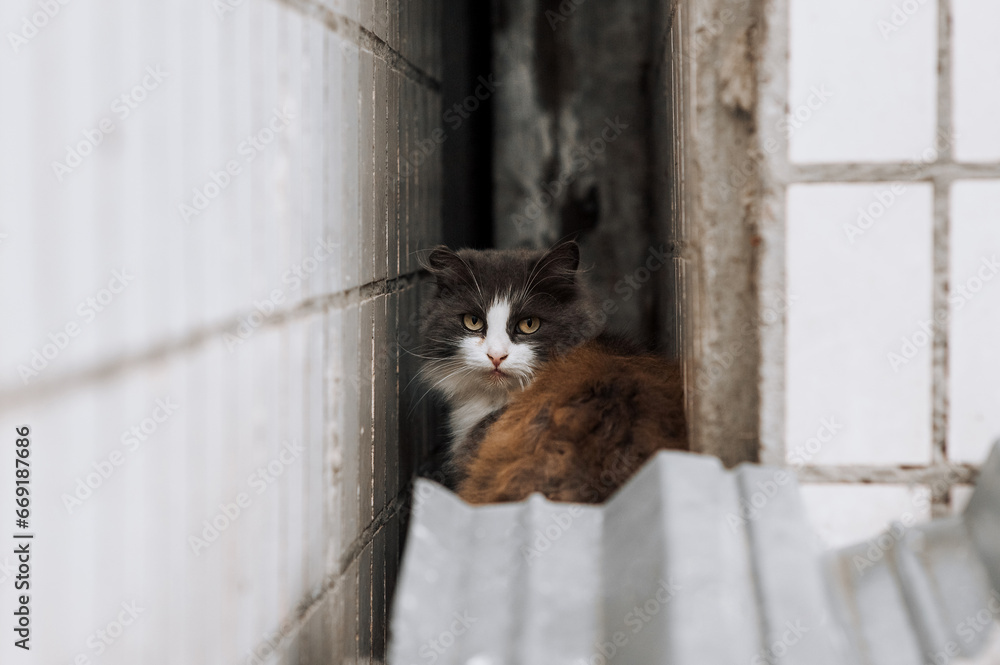 A beautiful homeless cat looks out, hides from fear in the crack of a ...