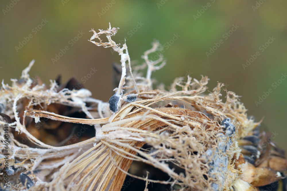 Sclerotinia sclerotiorum Diseases of Sunflower (White mold ...