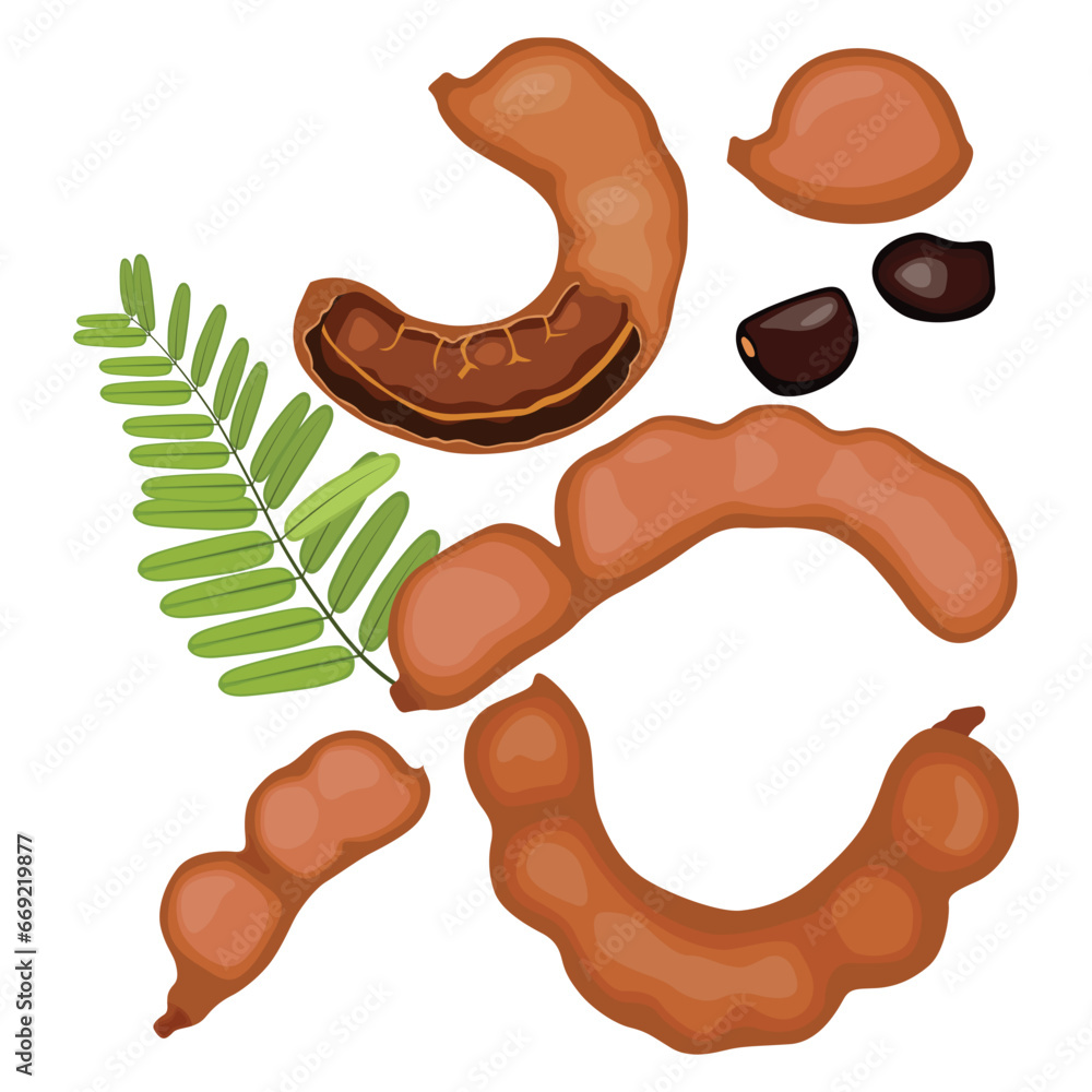 Vector illustration set of tamarind in cartoon flat syle design. Brown ...
