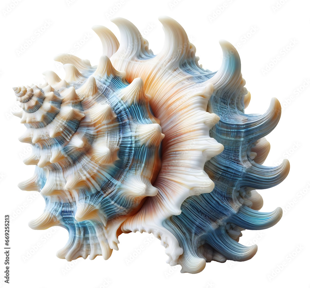 Colorful spiky seashell, white, orange and blue, isolated on ...