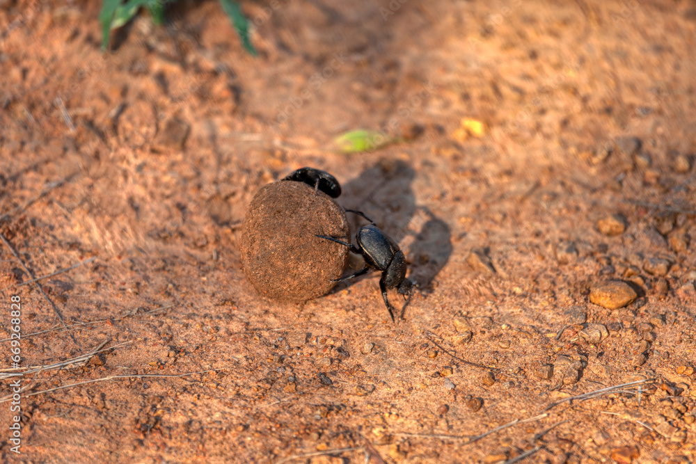Dung beetles are beetles that feed on feces, they can bury dung 250 ...