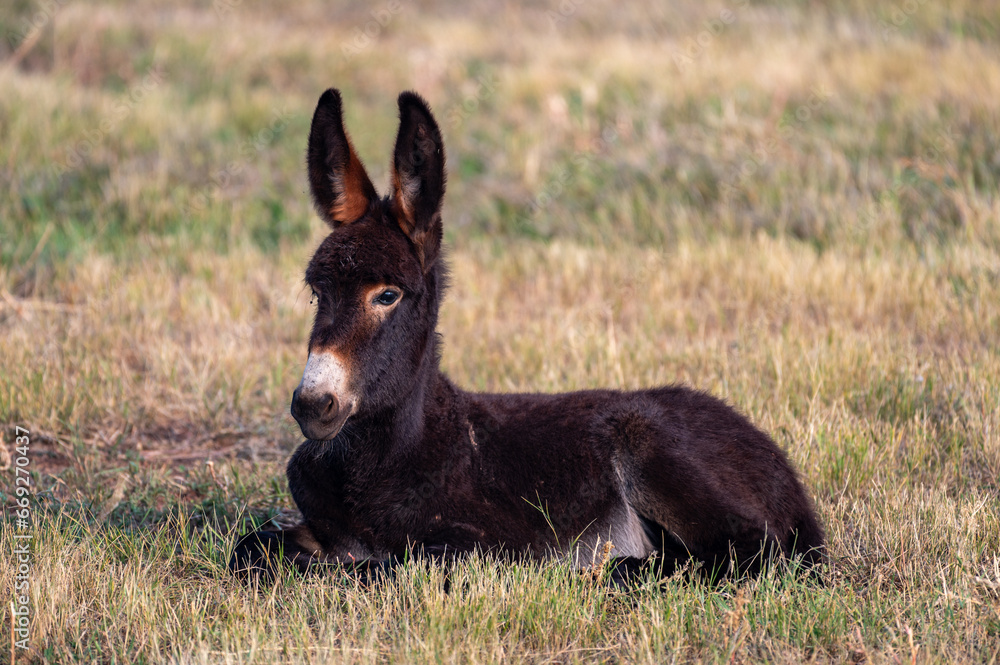 Burro Foal Lying in Grass in Custer State Park Stock Photo | Adobe Stock