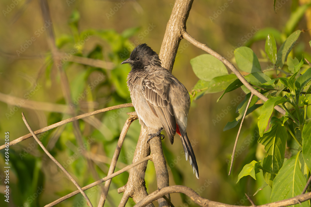 Red-vented bulbul - Pycnonotus cafer perched at green background. Photo ...