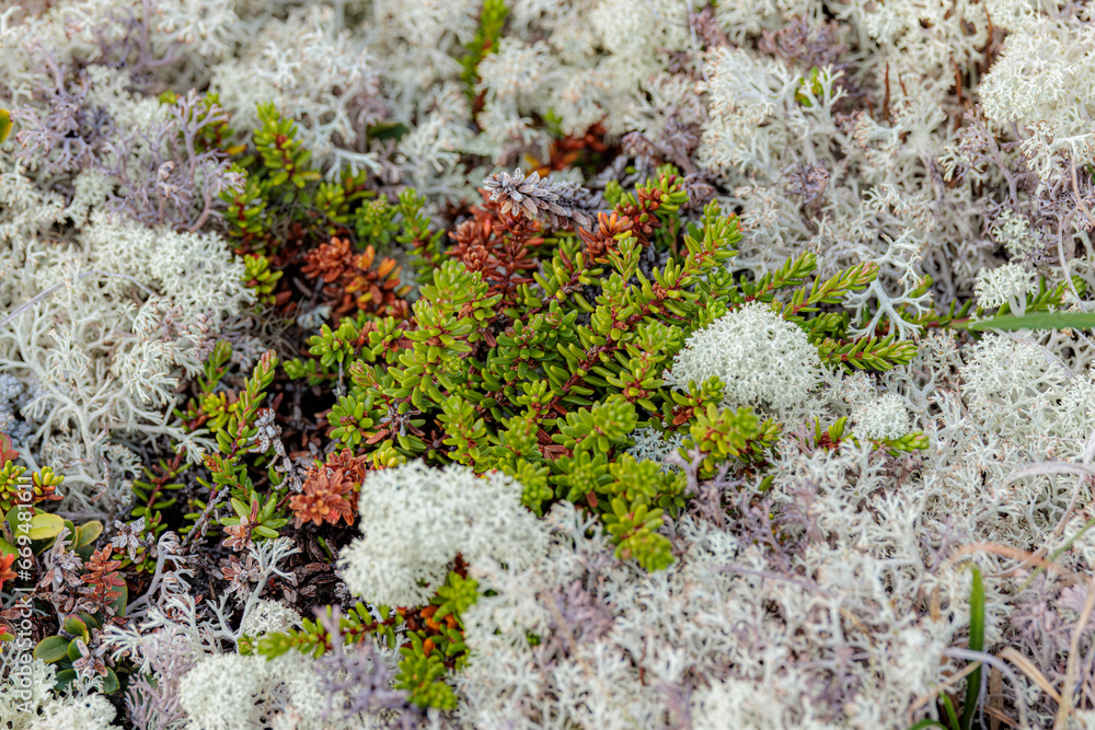 Arctic Tundra lichen moss close-up. Cladonia rangiferina, also known as reindeer cup lichen ...