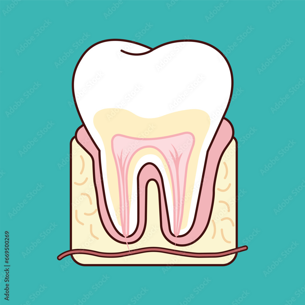 Dental anatomy poster vector. Anatomy dental full color poster. Tooth ...