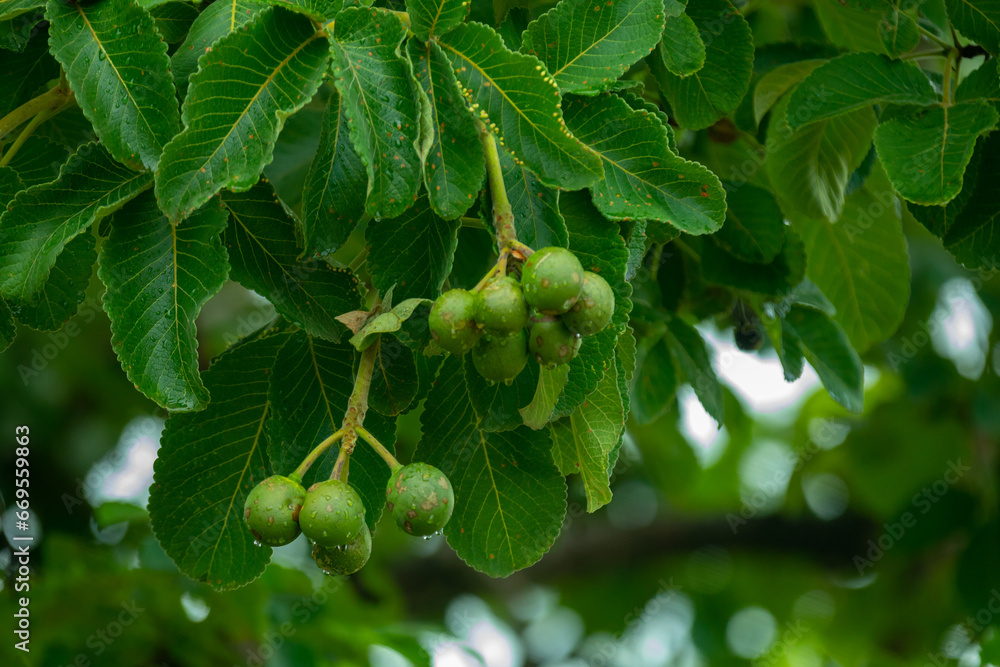 Typical pequi tree (caryocar brasiliense) in the Brazilian cerrado ...
