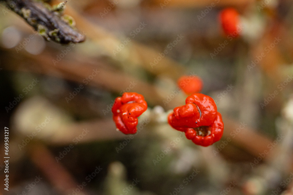 Lichen fruiting bodies in which spores are formed. Red fruit bodies in ...
