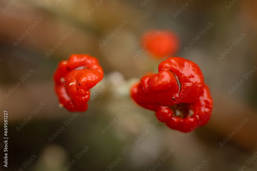 Lichen fruiting bodies in which spores are formed. Red fruit bodies in ...