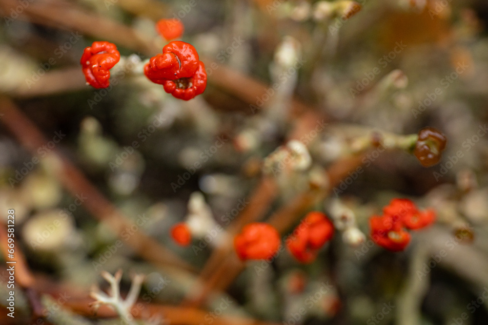 Lichen fruiting bodies in which spores are formed. Red fruit bodies in ...
