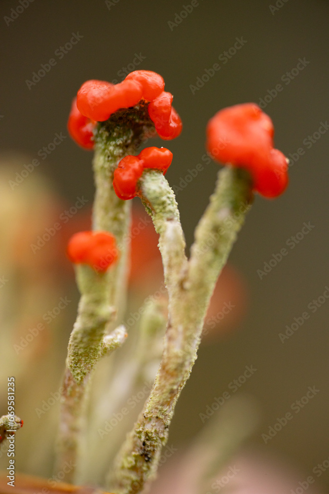Lichen fruiting bodies in which spores are formed. Red fruit bodies in ...