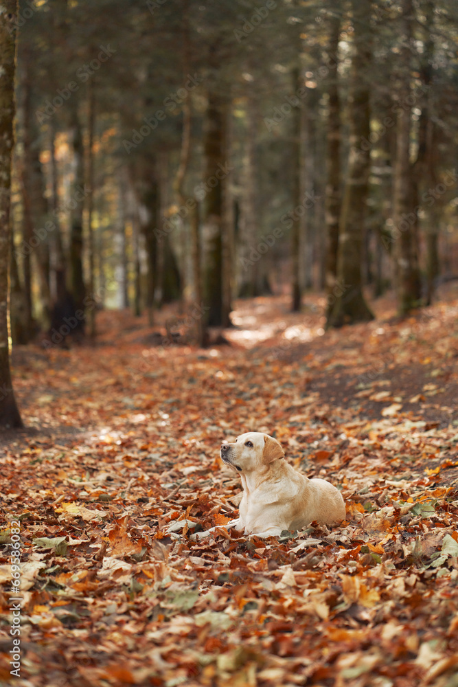 Labrador in Autumn Forest, A calm Labrador dog rests on fallen leaves ...