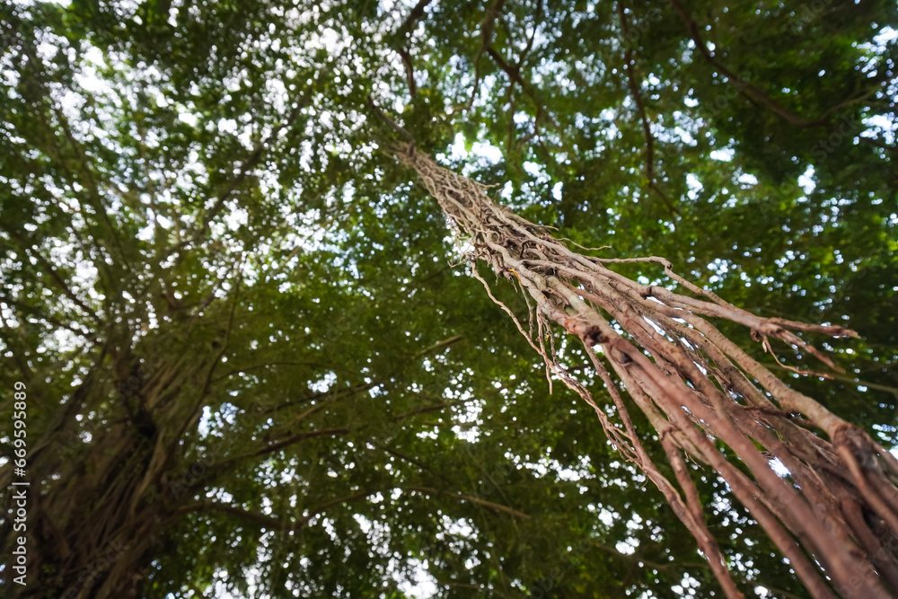 Hanging roots of a banyan tree that hang down. The roots of a large ...