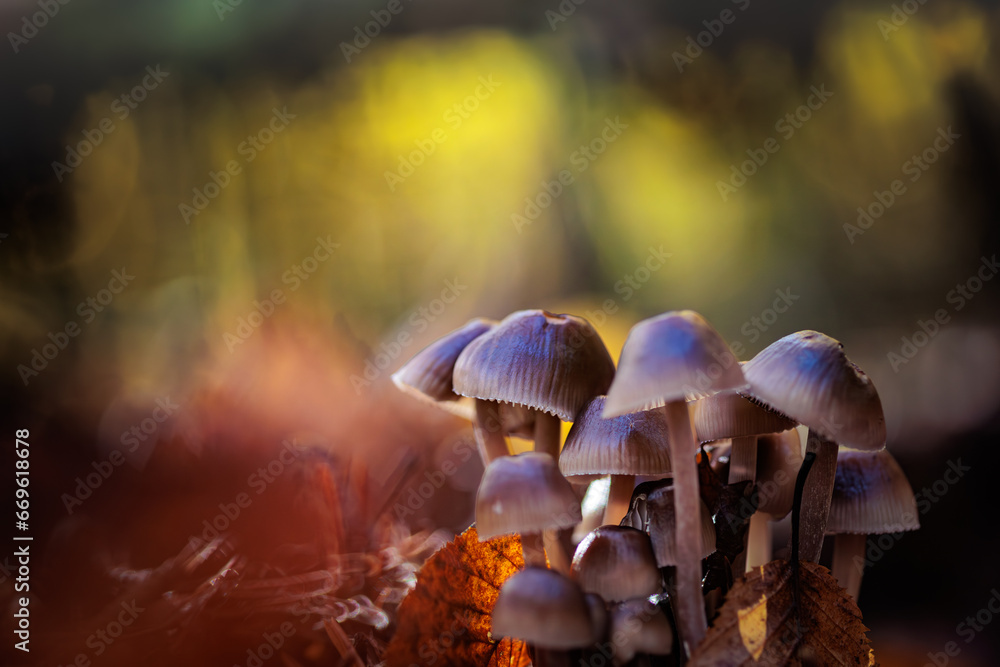 grzyby, Grzybówka krwista, grzyb Stock Photo | Adobe Stock