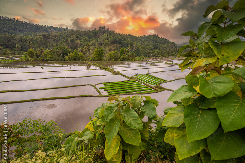 The magical rice terraces in the evening. Here you can see the unique ...