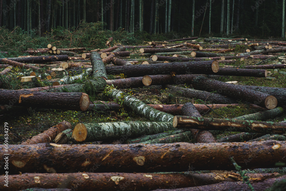 Cut down pine trees. Landscape of cut down trees in the forest Stock ...