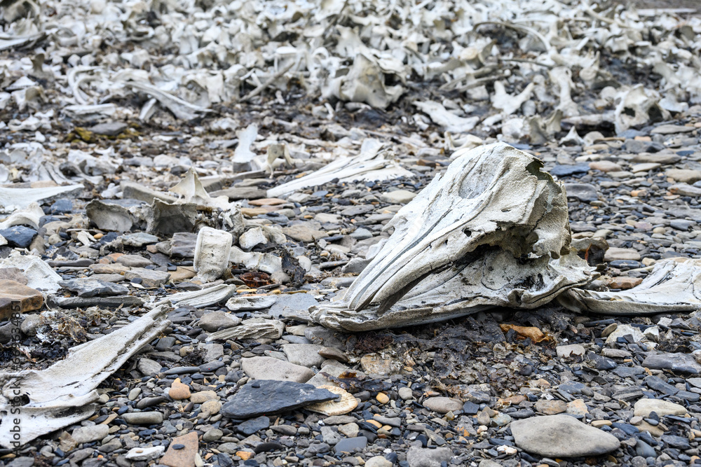 Pile of whale bones with beluga whale skull on the beach at historic ...