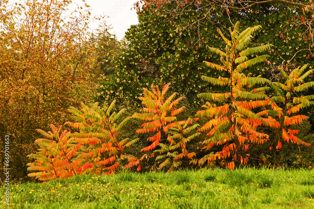 Autumn orange colored sumacs fronting forest trees Stock Photo | Adobe ...