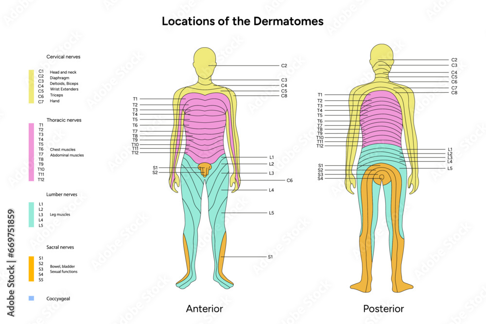 Vecteur Stock Location Of The Dermatomes Major Dermatomes And Cutaneous