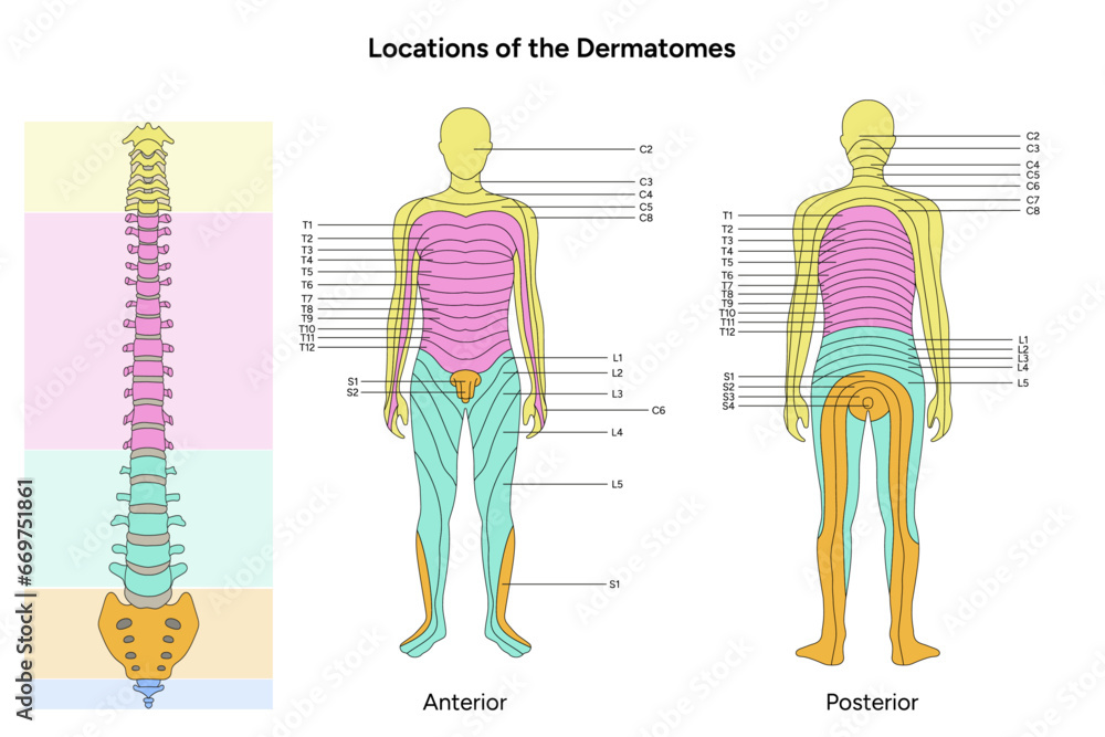 Vecteur Stock Location of the dermatomes major dermatomes and cutaneous ...