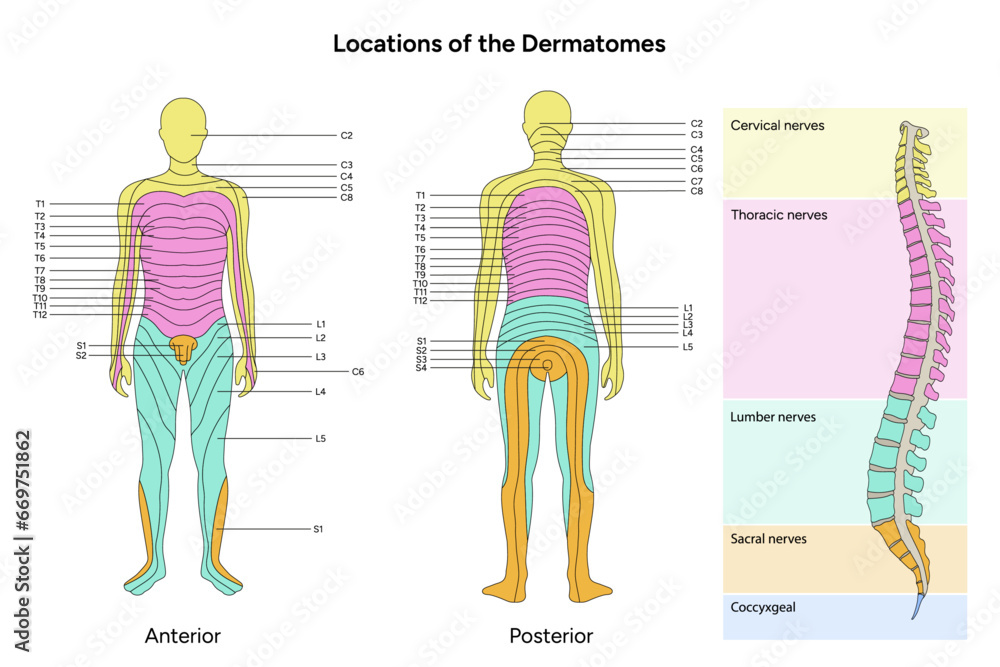 Vecteur Stock Location of the dermatomes major dermatomes and cutaneous ...