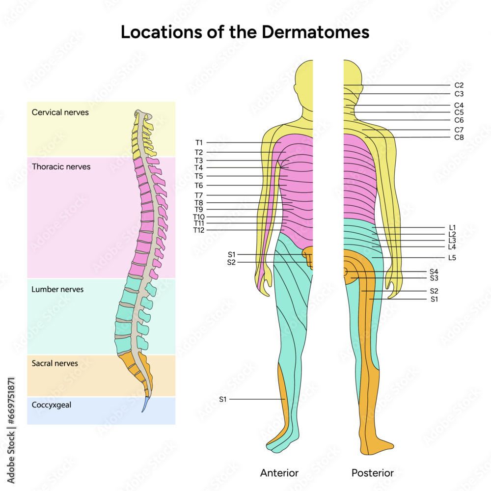 Location of the dermatomes major dermatomes and cutaneous nerves ...