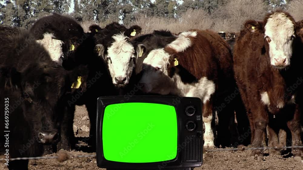 Old Television Turning On Green Screen in a Field with Cows. You can ...