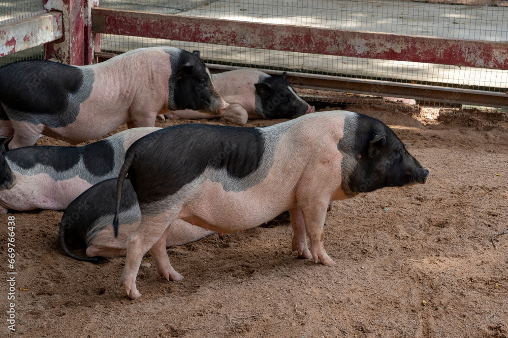 Spotted pigs lie and stand on the ground in the pen of a pig farm. The ...