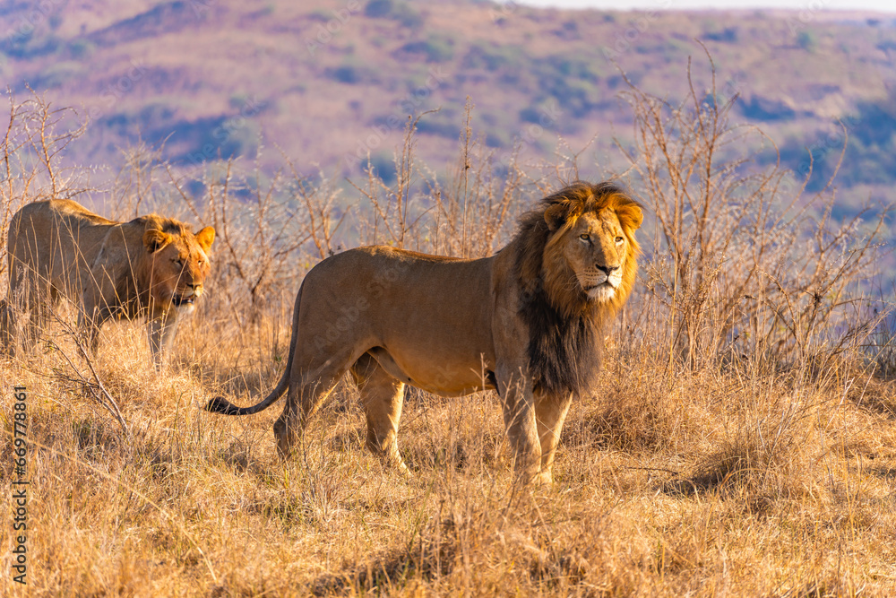 Wild Lion's pride in Nambiti hills private reserve in Ladysmith, South ...